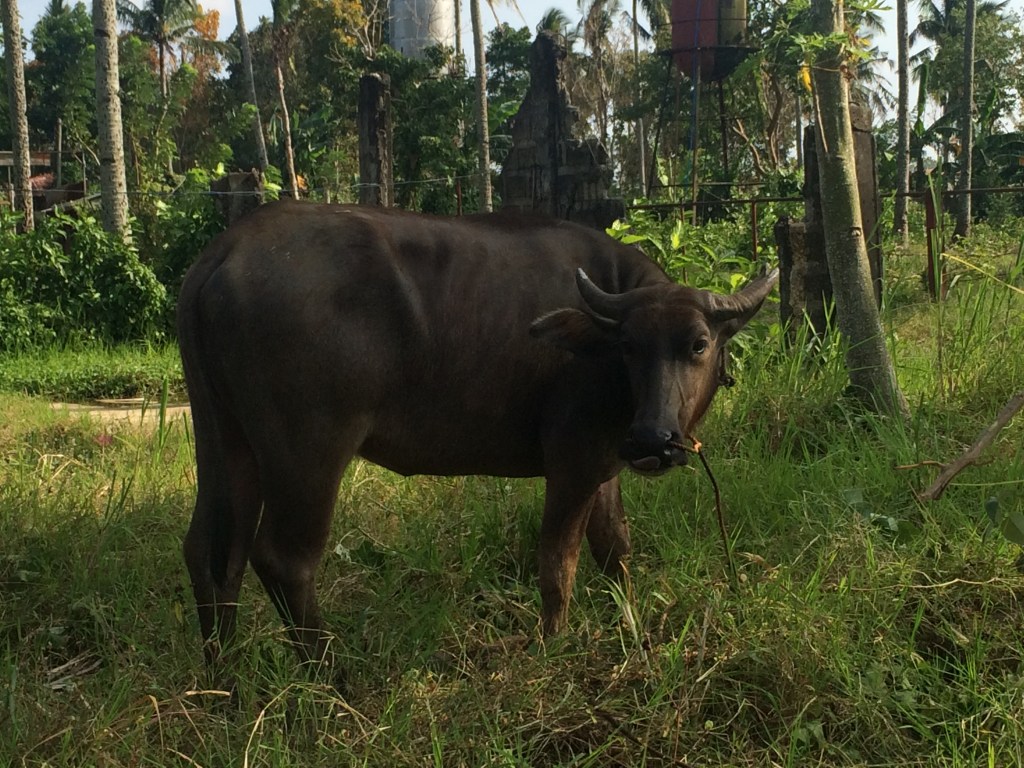 kalabaw – Pinkie's Farm